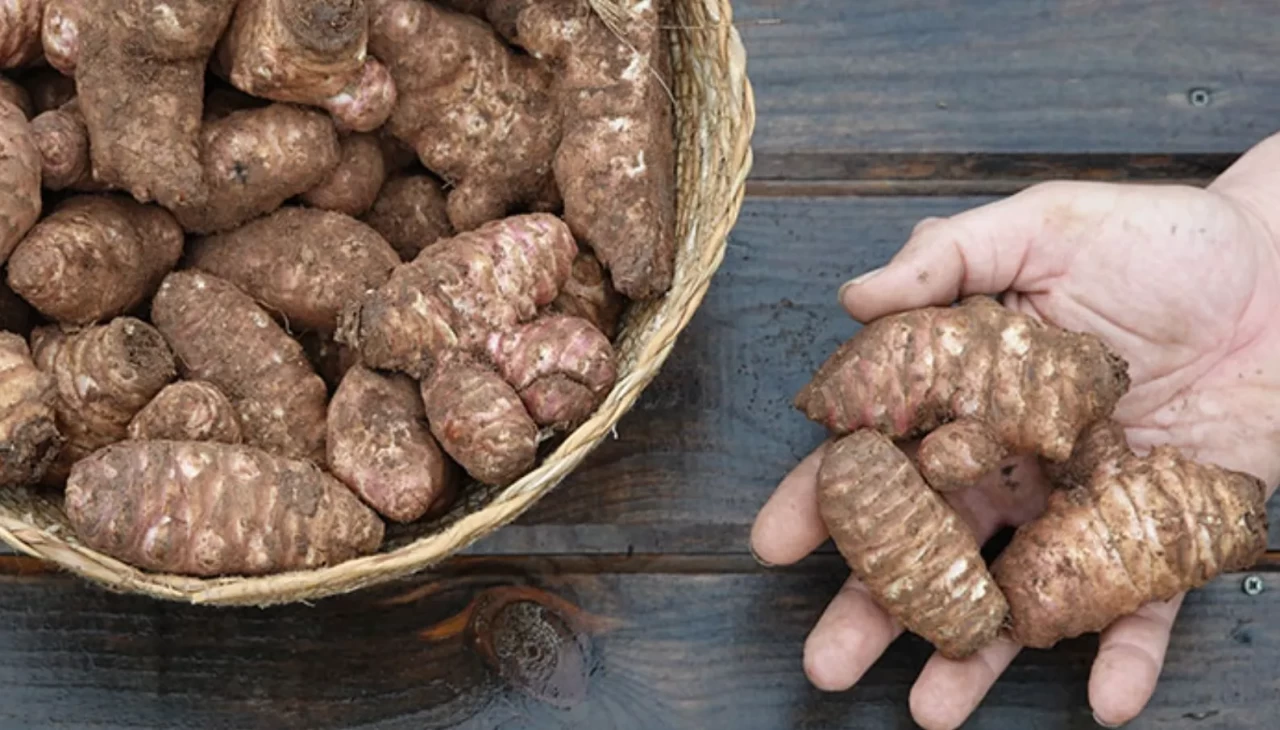 Yer elması kaç kalori, kaç gün tüketilmeli? - Türkgün - Türkçe Düşün ...